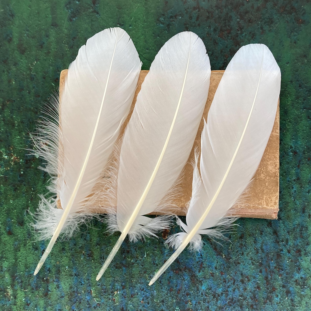 Natural Feathers, 3 Large White Mute Swan Wing Feathers, Calligraphy ...