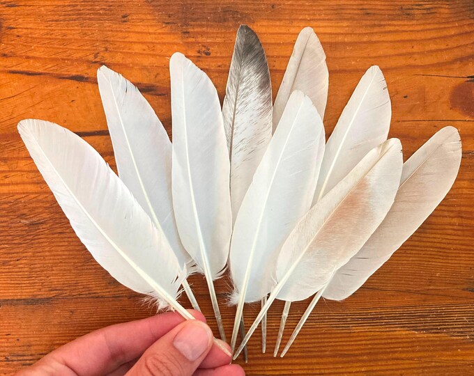 9 Natural Feathers, White Pigeon Feathers, Real Bird Feathers, Cruelty ...
