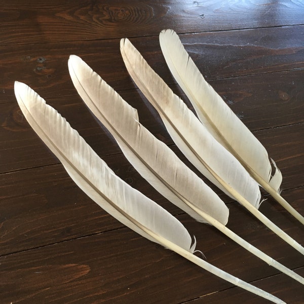 Swan Feathers - Etsy