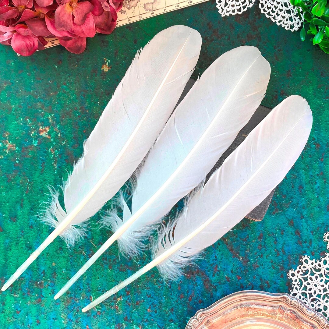 Swan Feathers, 3 Large White Natural Mute Swan Flight Feathers ...
