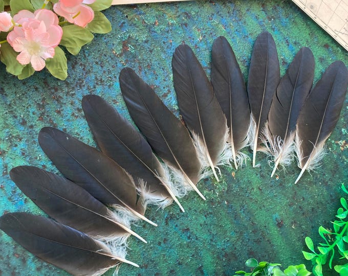 10 Black Crow Feathers, Natural Dark Real Bird Feathers, Hooded Crow ...