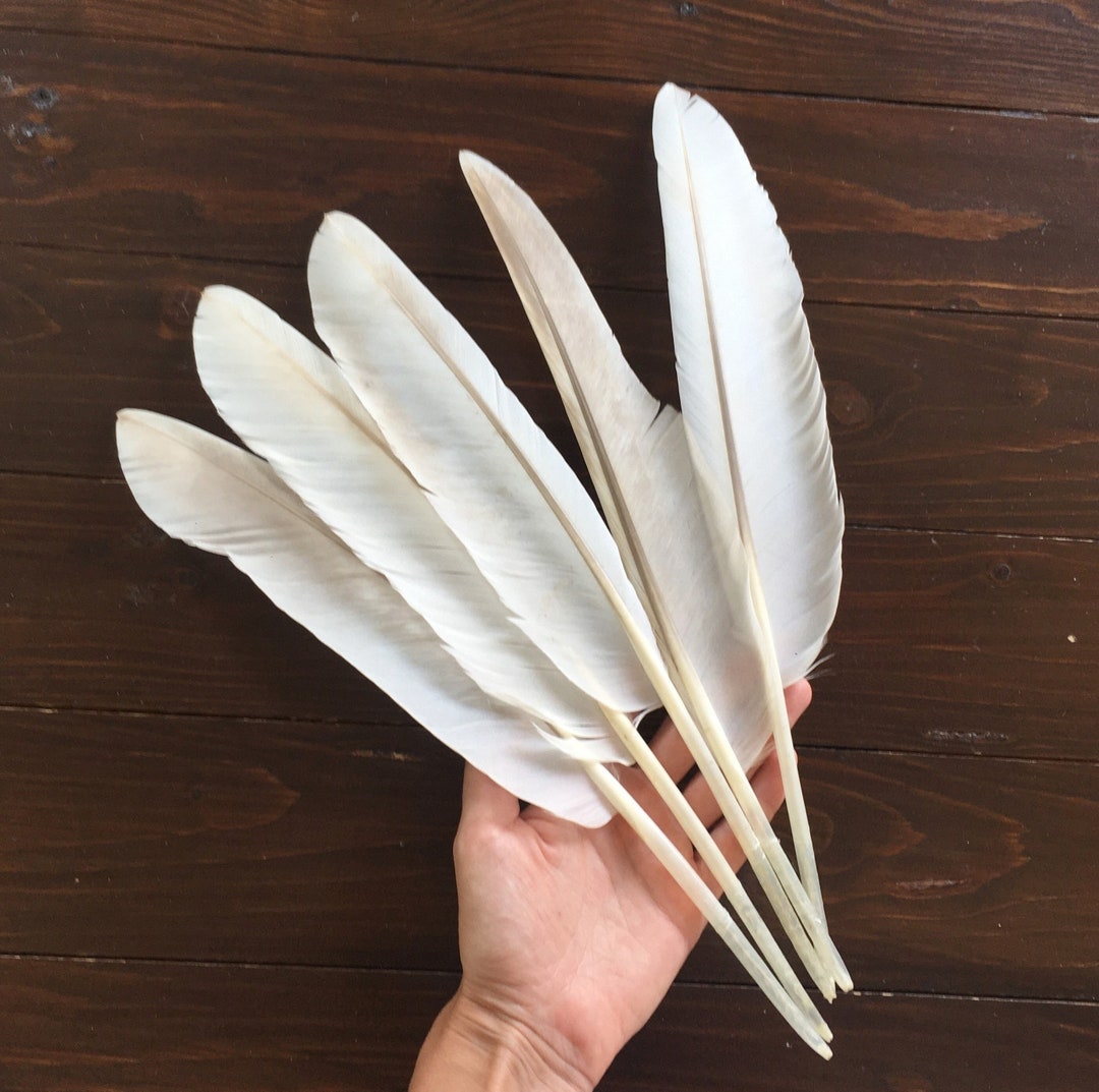 5 Large Feathers Big Natural White Real Bird Feather - Etsy