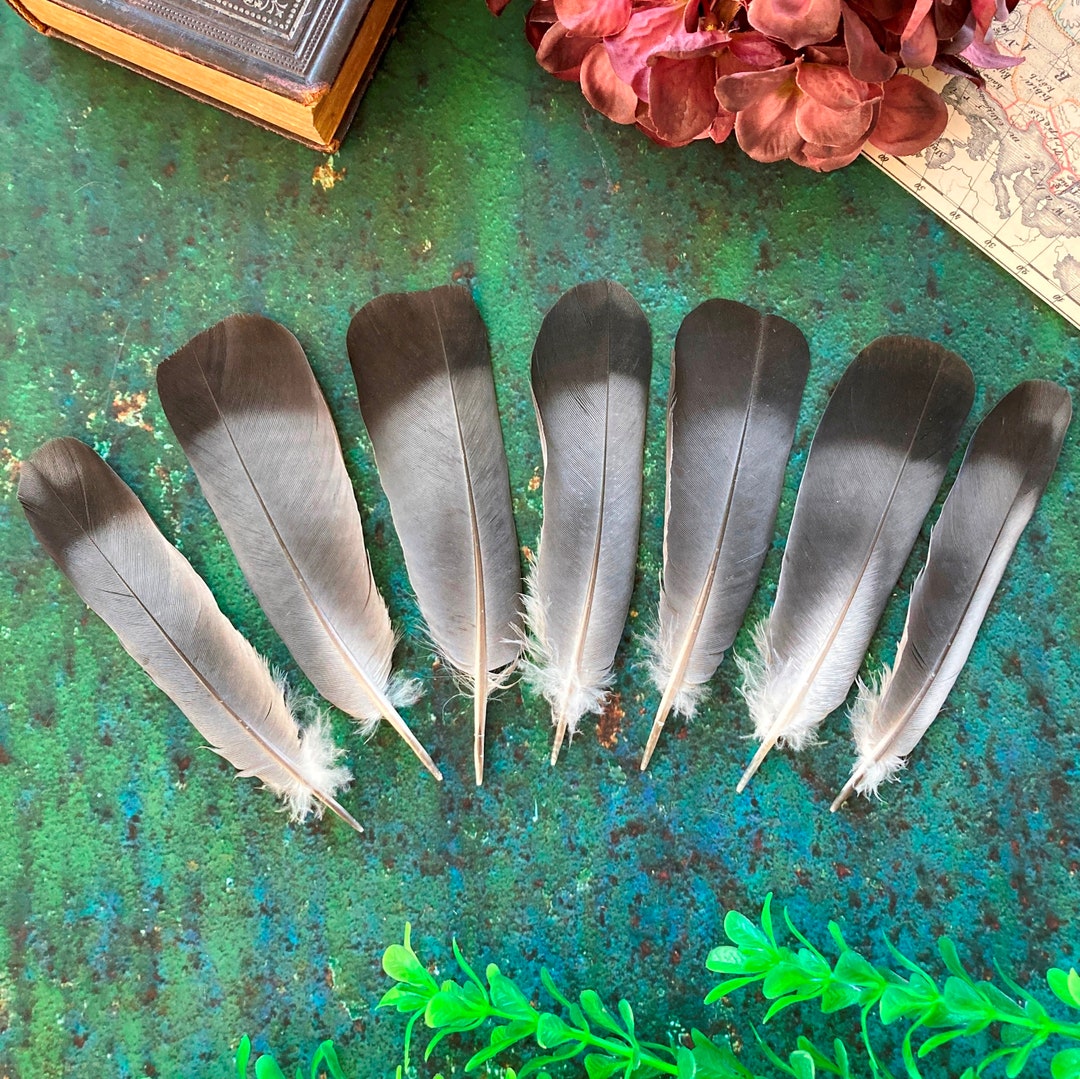 7 Natural Feathers, Gray Pigeon Tail Feathers, Dark Ends, Real Bird ...