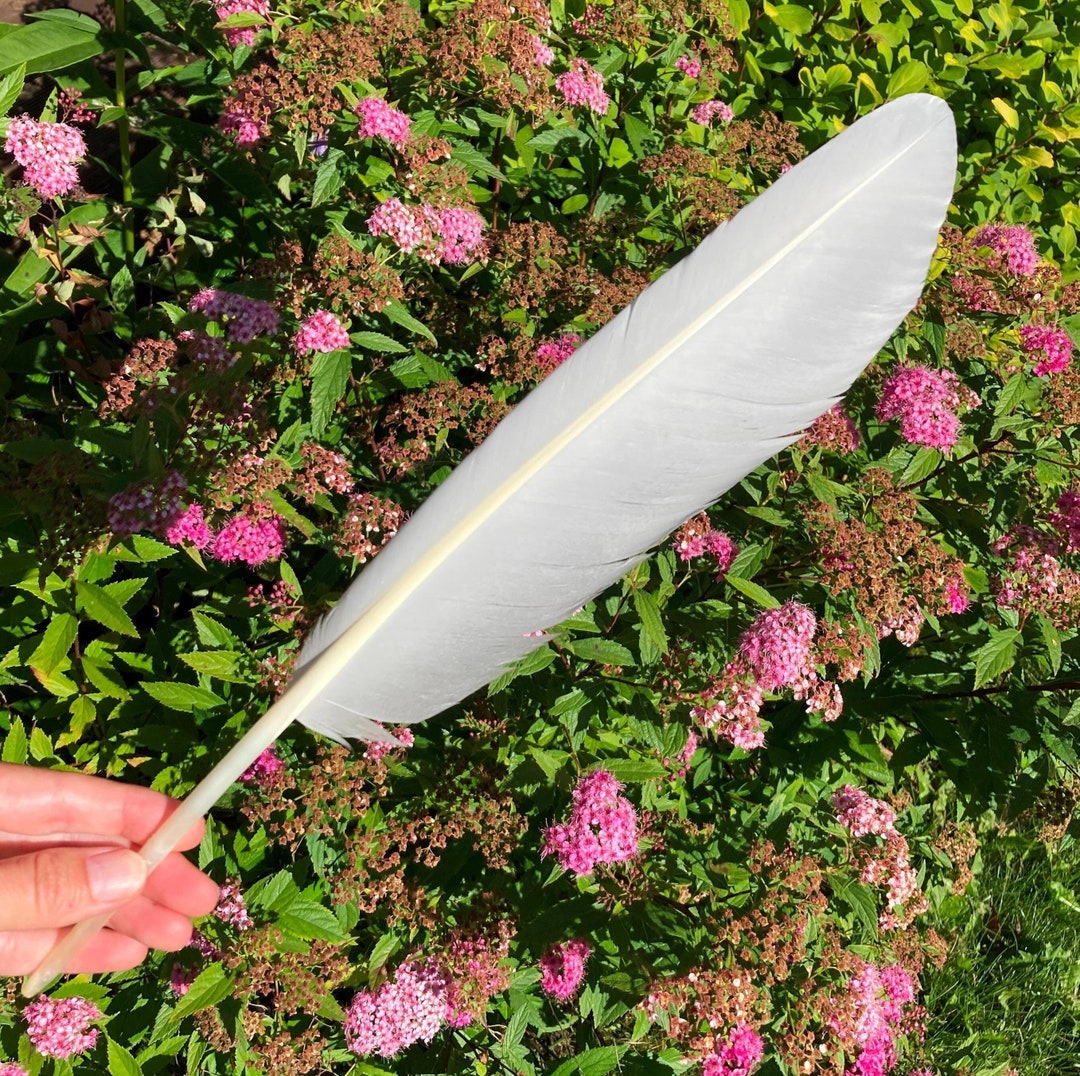 Large Perfect Feather, Natural White Mute Swan Wing Feather ...