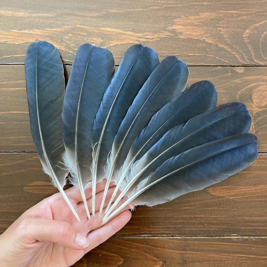 7 Black Crow Feathers, Natural Dark Real Bird Feathers, Hooded Crow ...
