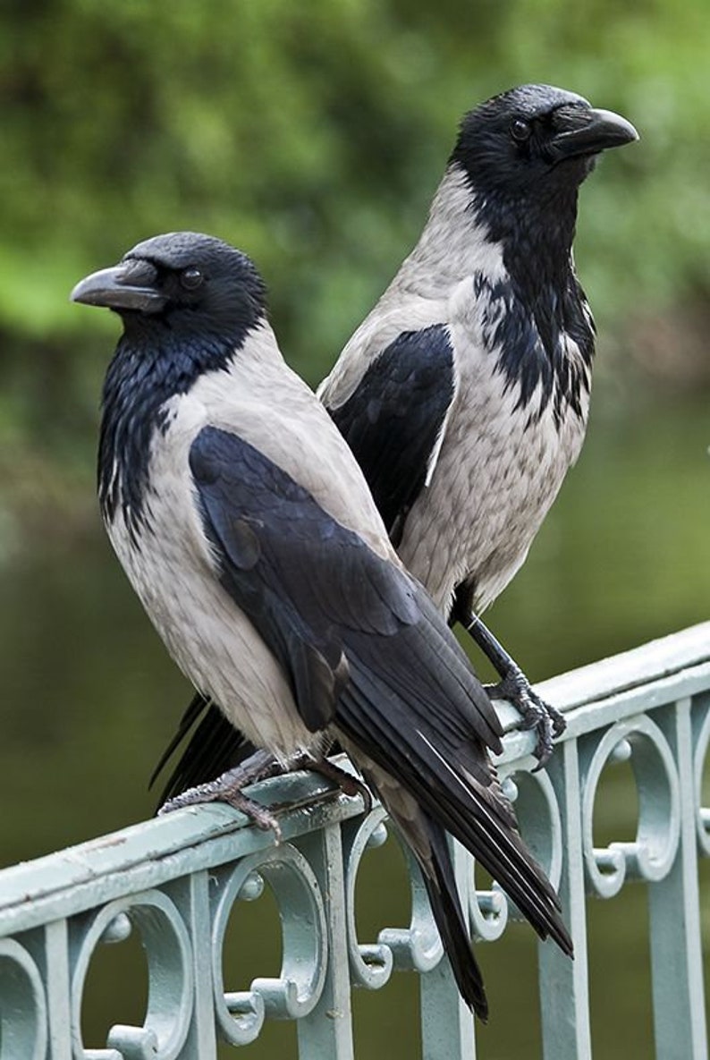 10 Black Crow Feathers, Hooded Crow Natural Dark Wild Bird Plumage From ...