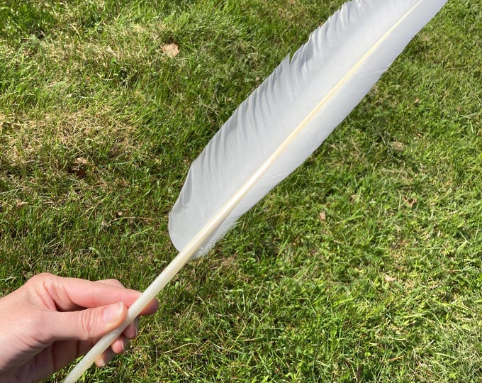 Huge Feather, Large White Mute Swan Flight Feather, Writing Calligraphy ...