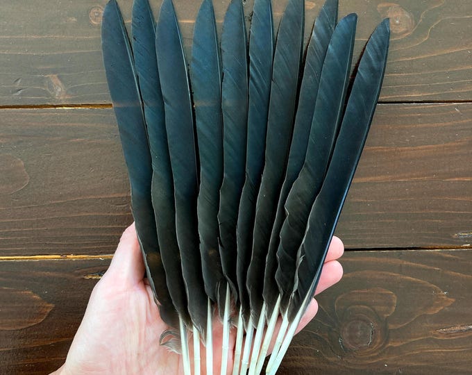 10 Black Crow Feathers, Hooded Crow, Calligraphy Quill, Natural Real ...