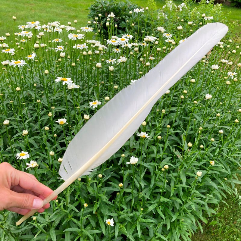 White Swan Feather - Etsy Canada