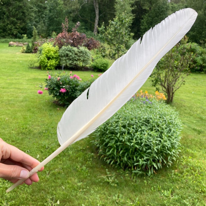 Swan Feather - Etsy