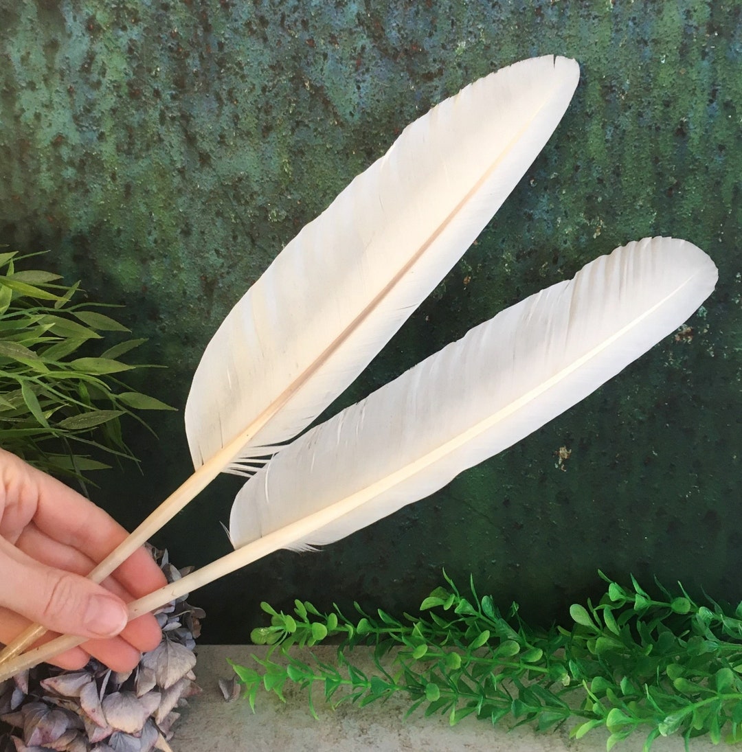 Large Natural Feathers, 2 Perfect Large White Mute Swan Wing Feathers ...