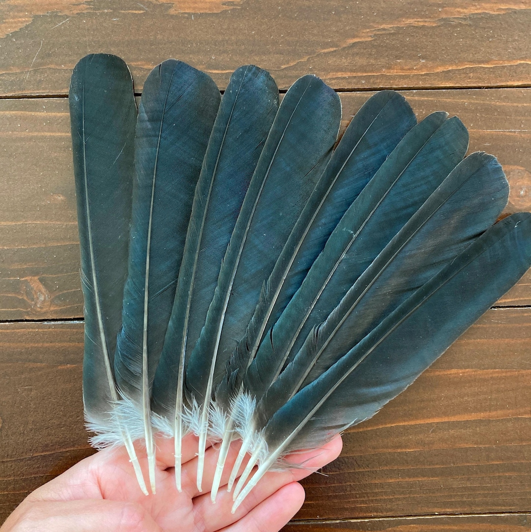 8 Black Crow Feathers, Natural Dark Real Bird Feathers, Hooded Crow ...