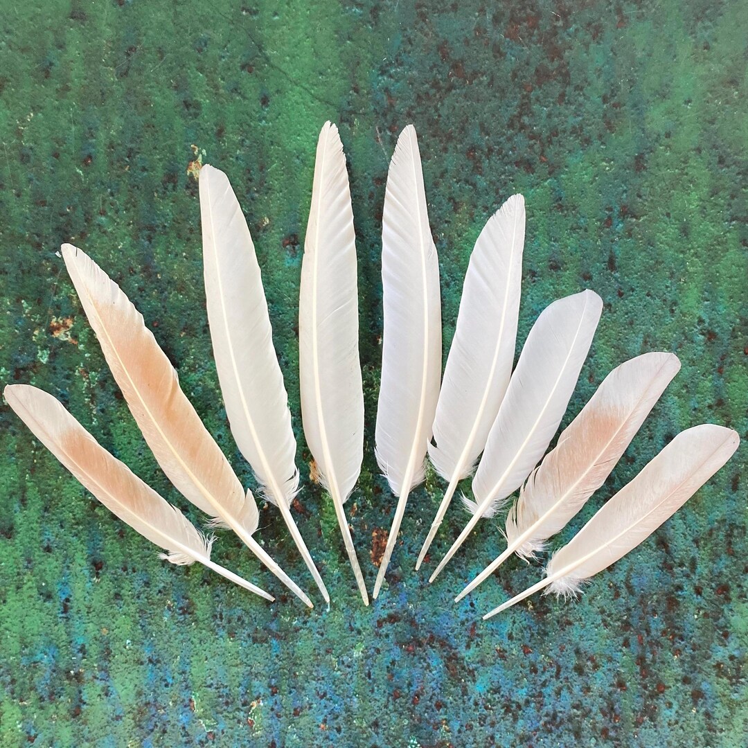 9 Natural Feathers, White Pigeon Feathers, Real Bird Feathers, Cruelty ...