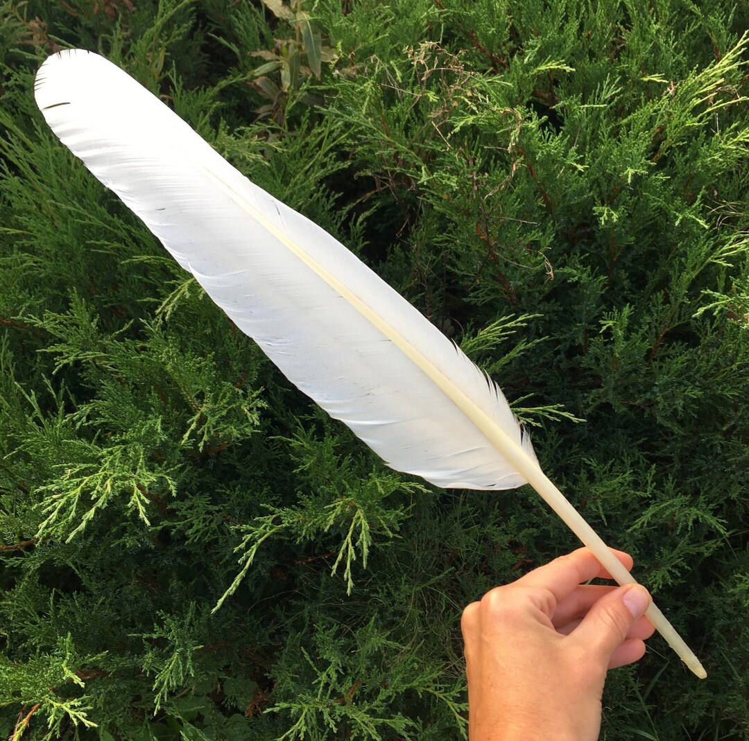 Huge Natural Feather Large White Calligraphy Quill Big Mute - Etsy UK