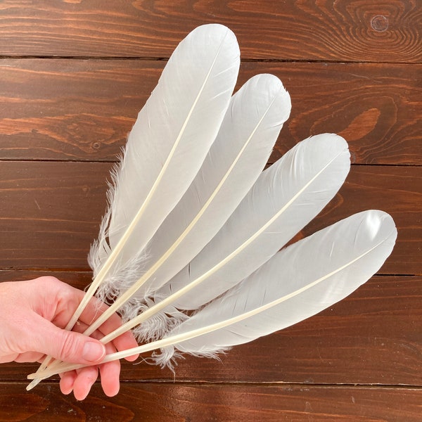 Large Feathers - Etsy