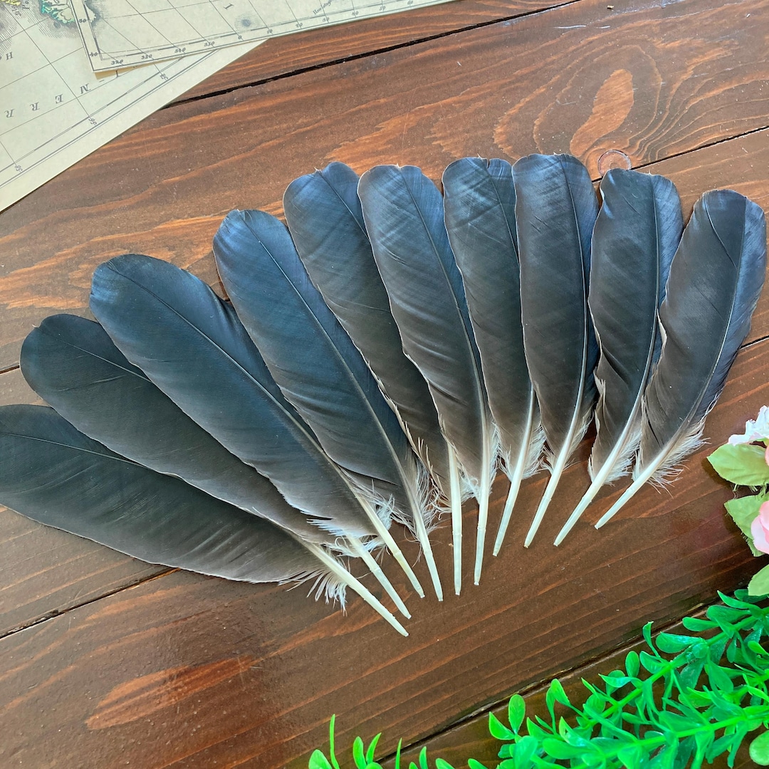10 Black Crow Feathers, Natural Dark Real Bird Feathers, Hooded Crow ...