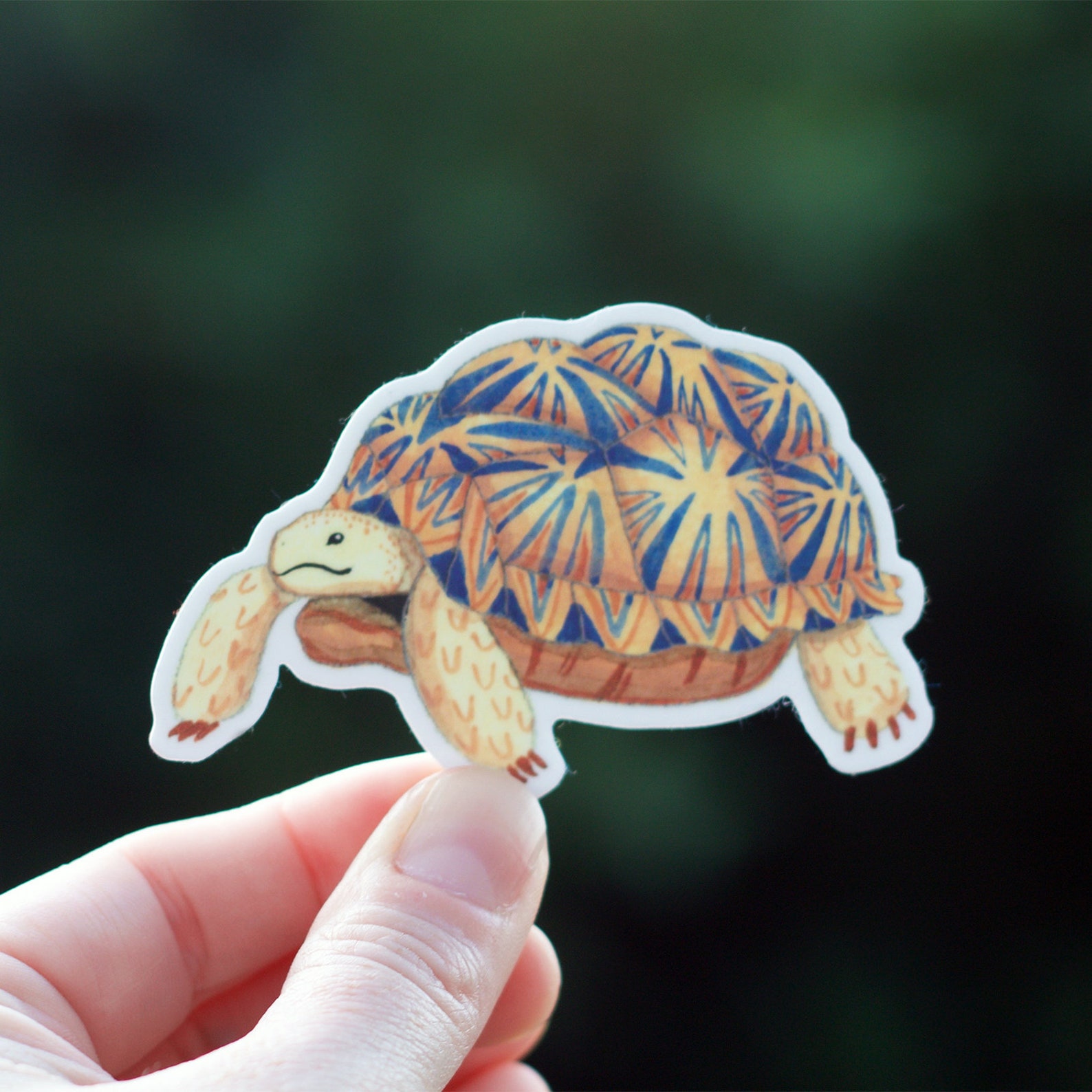 Tortoise Sticker - Etsy
