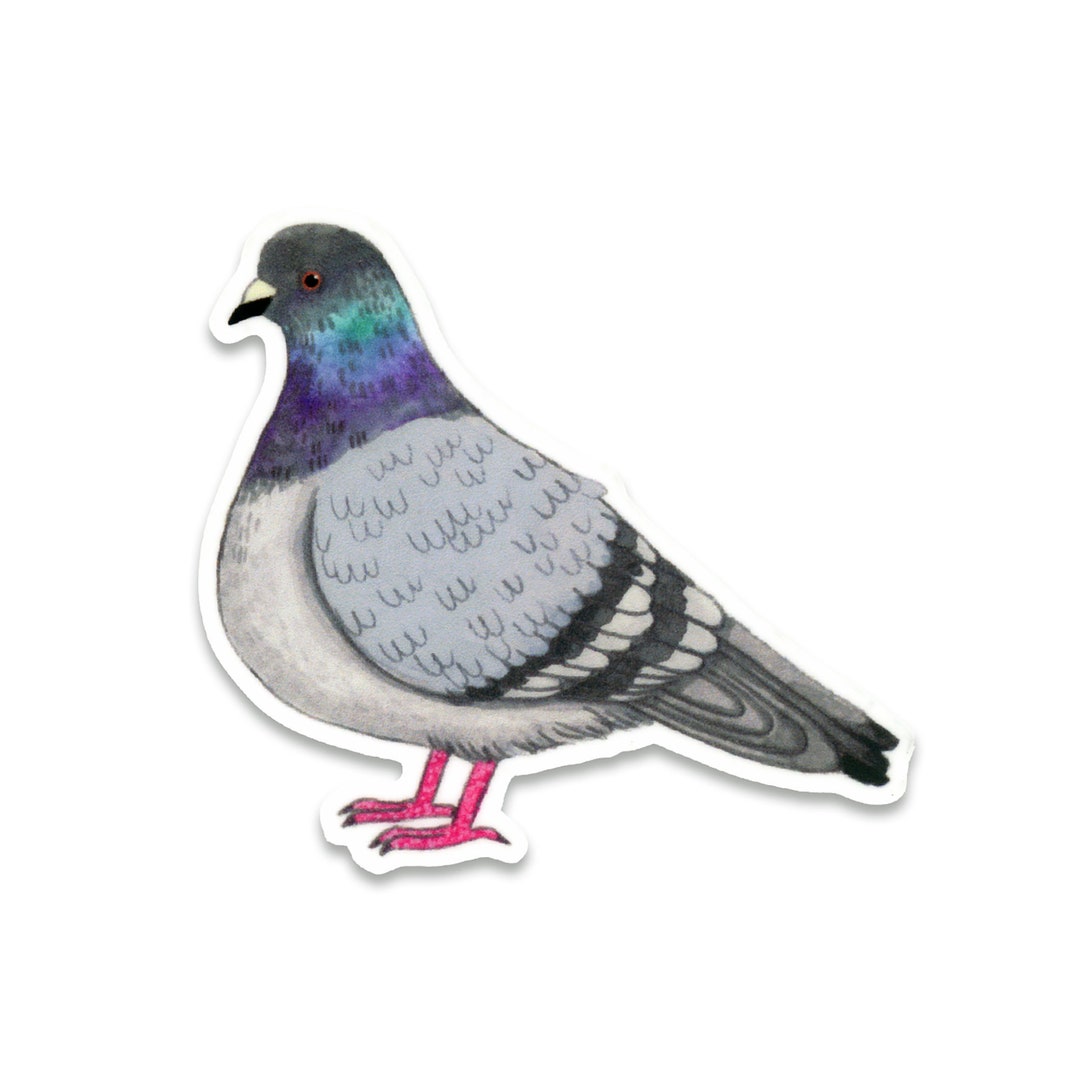 Pigeon Sticker - Etsy