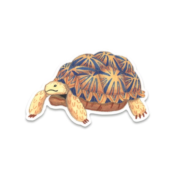Tortoise Sticker | Etsy
