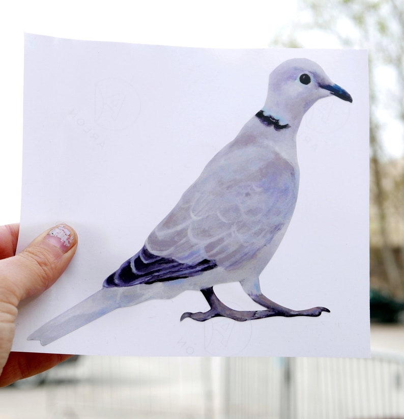 Collared Dove Wall Decal ** Woodland Wall Stickers ** Realistic Bird ...