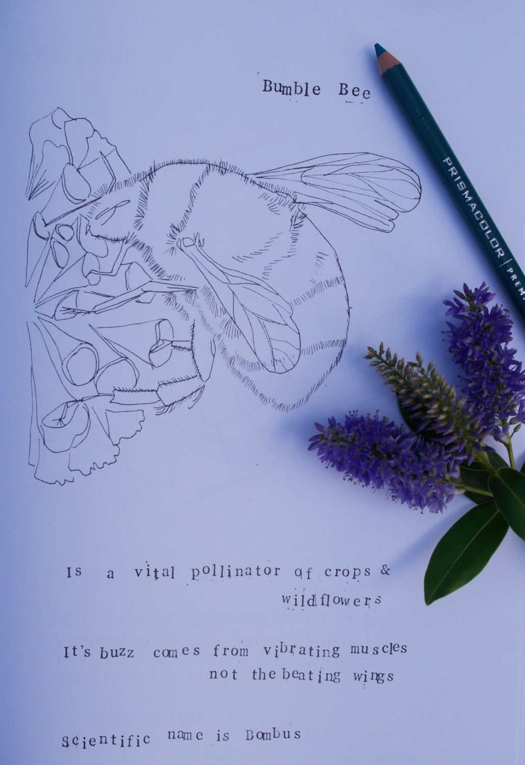 Bugs Colouring Book, Colouring Book of Minibeasts, Insects Colouring ...