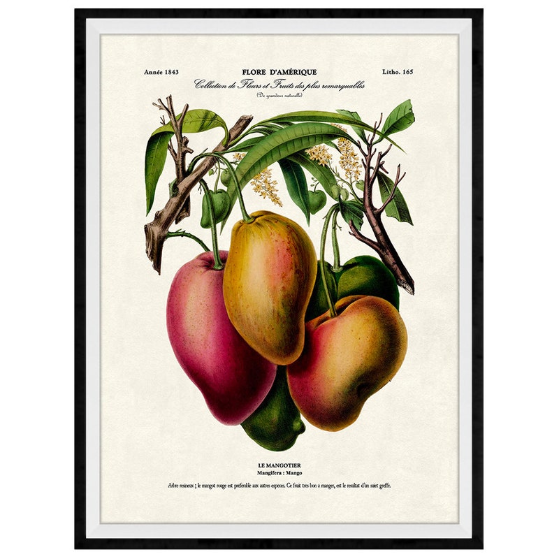 Mango Print - Etsy