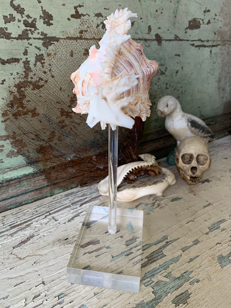 Vintage Shell on Stand Mounted Murex Seashell on Lucite - Etsy