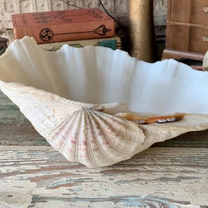 Vintage Real Clam Shell Natural Specimen Ruffled Seashell Dish Bowl 13 ...