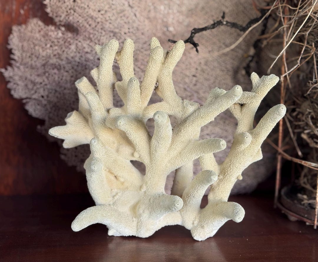 Real Coral Shell Specimen Natural Seashell Cream Coral Chunk - Etsy