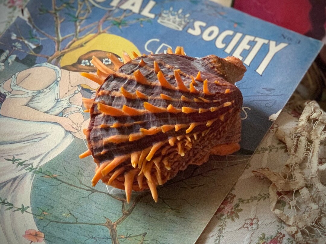 Vintage Orange Spiky Shell Spiny Spondylus Butleri Thorny Oyster ...