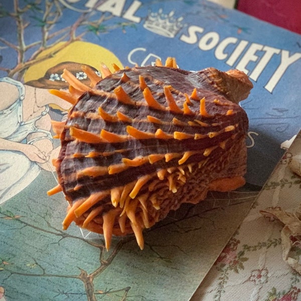 Spondylus - Etsy