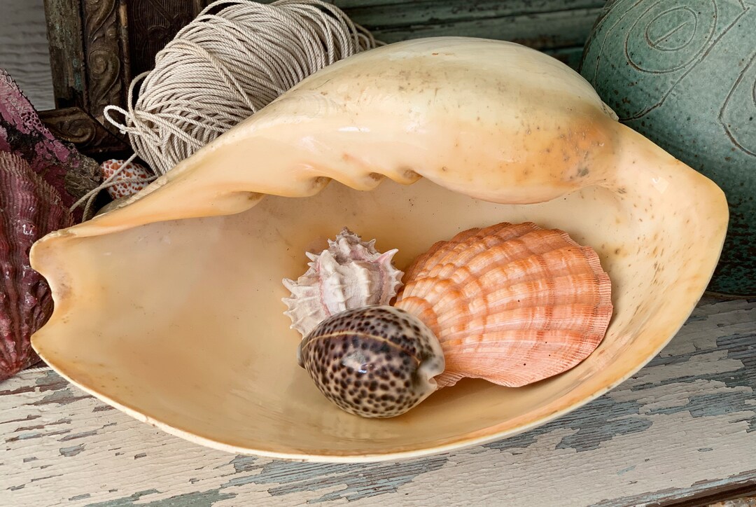 Vintage Large Melo Shell Real Seashell Melon Specimen Cottage Beach ...