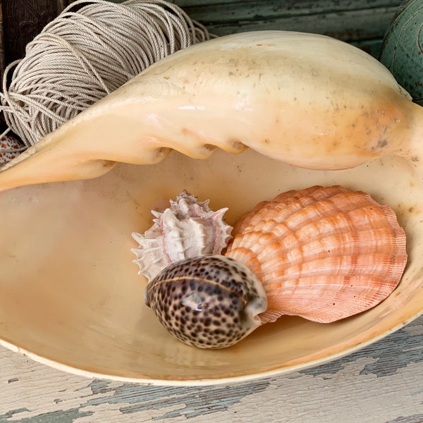 Real Seashells - Etsy