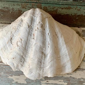 Vintage Real Clam Shell Natural Specimen Ruffled Seashell Dish Bowl 13 ...