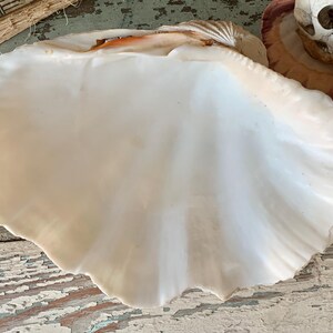 Vintage Real Clam Shell Natural Specimen Ruffled Seashell Dish Bowl 13 ...