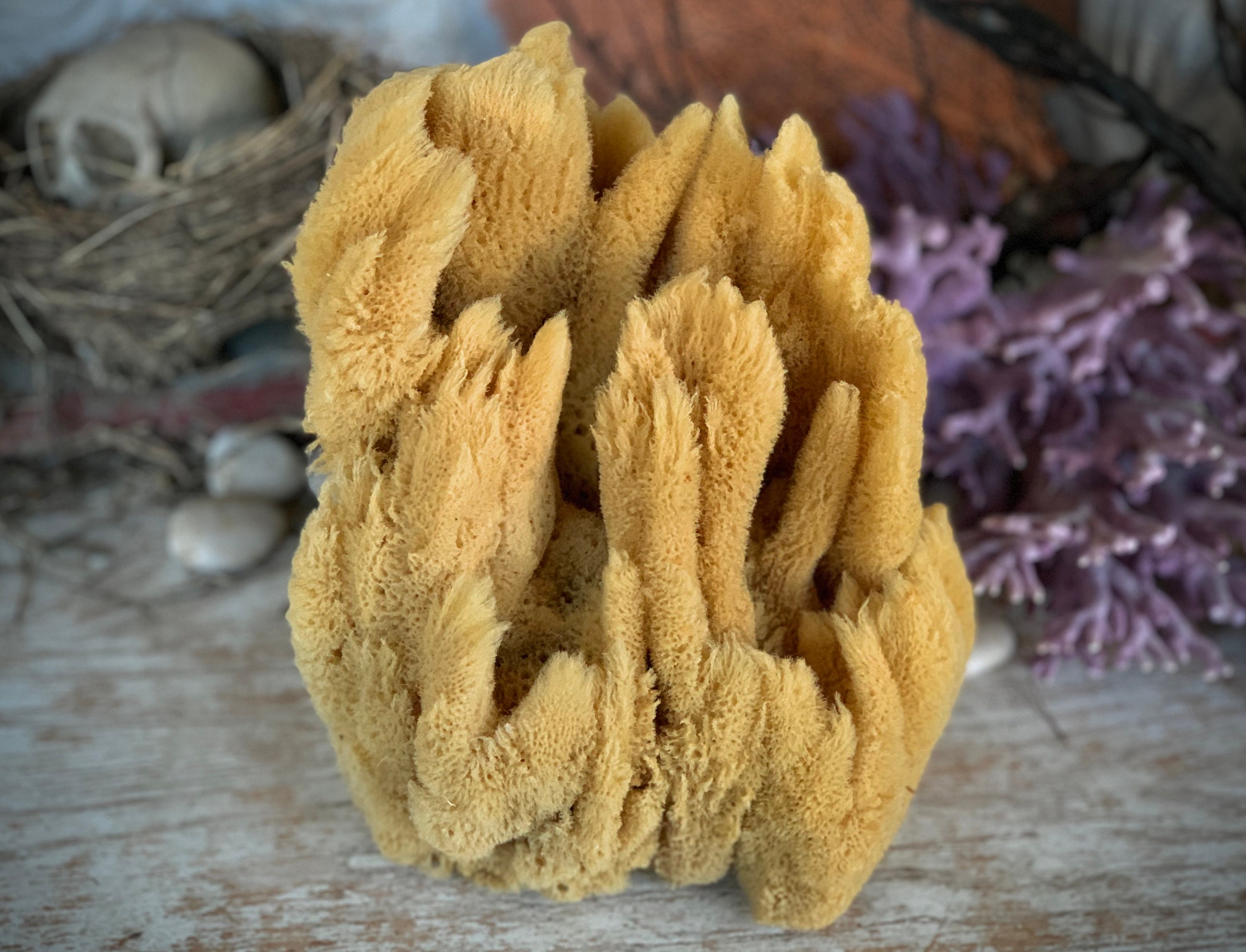 Sea Sponge Anatomy