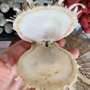 Vintage Spiky Shell Spiny Spondylus Butleri Thorny Oyster Seashell ...