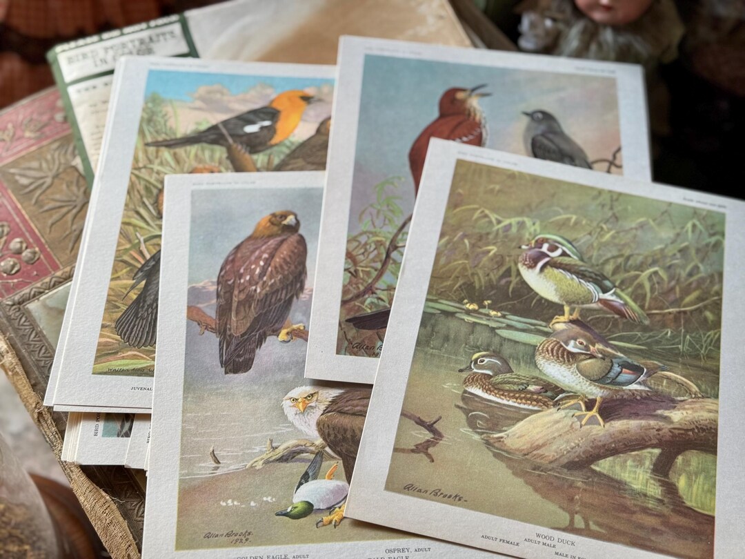 Vintage Prints Bird Portraits in Color Breckenridge Bird Watching Text ...