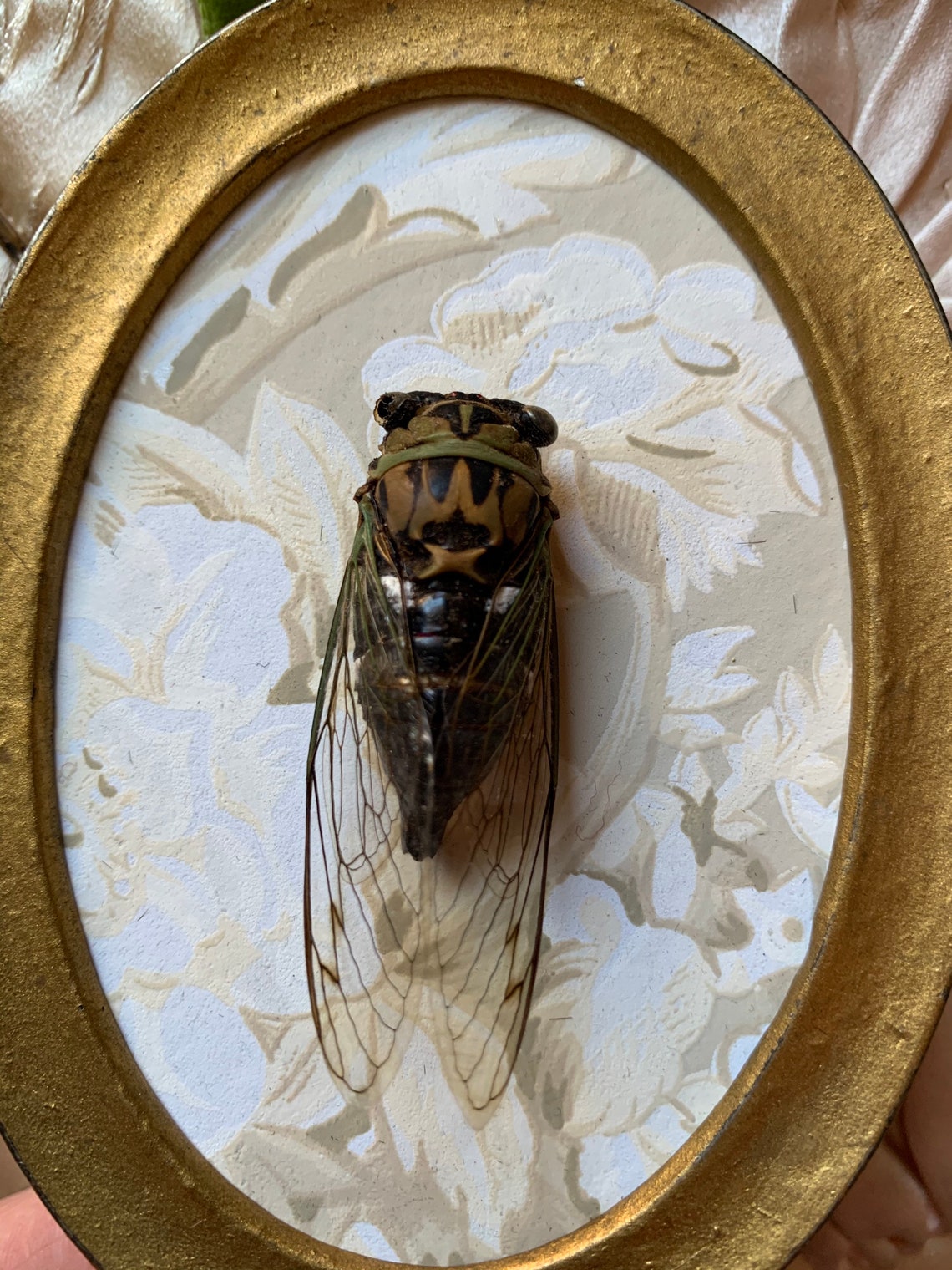 Framed Real Cicada Insect Specimen Mini Vintage Frame Creepy | Etsy