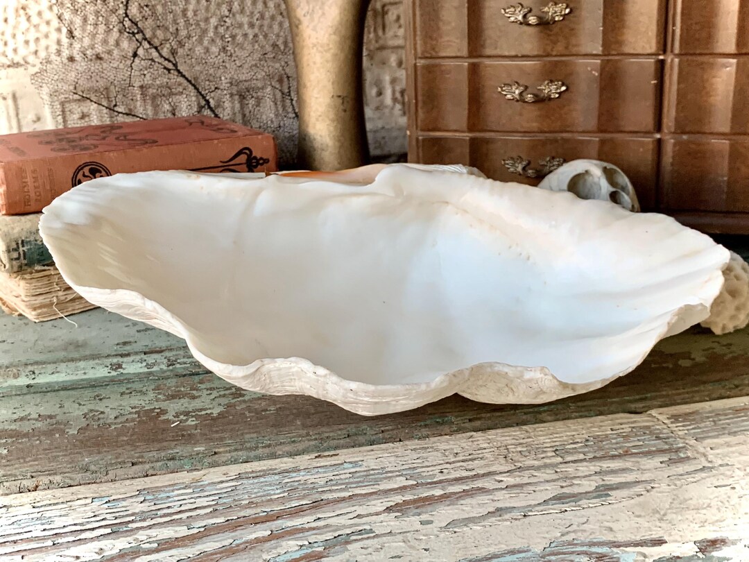 Vintage Real Clam Shell Natural Specimen Ruffled Seashell Dish Bowl 13 ...