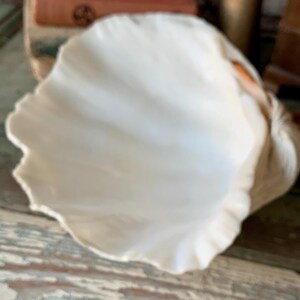 Vintage Real Clam Shell Natural Specimen Ruffled Seashell Dish Bowl 13 ...
