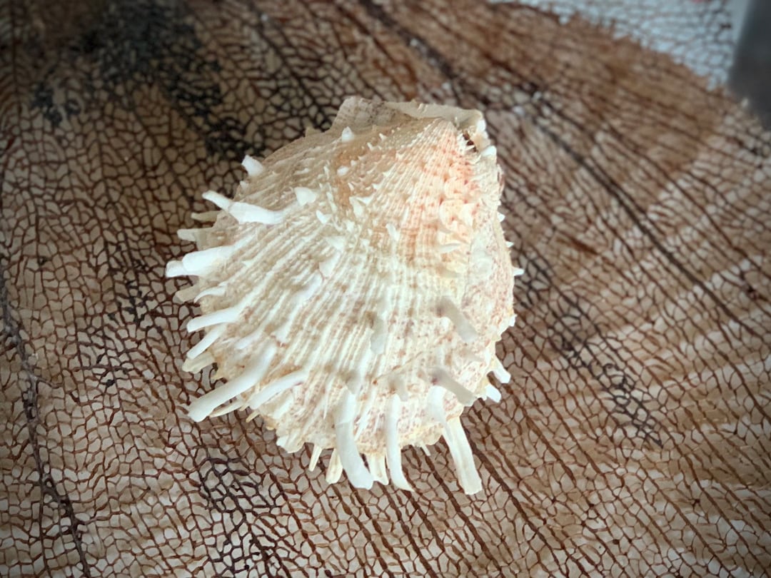 Vintage Spiky Shell Spiny Spondylus Butleri Thorny Oyster Seashell ...