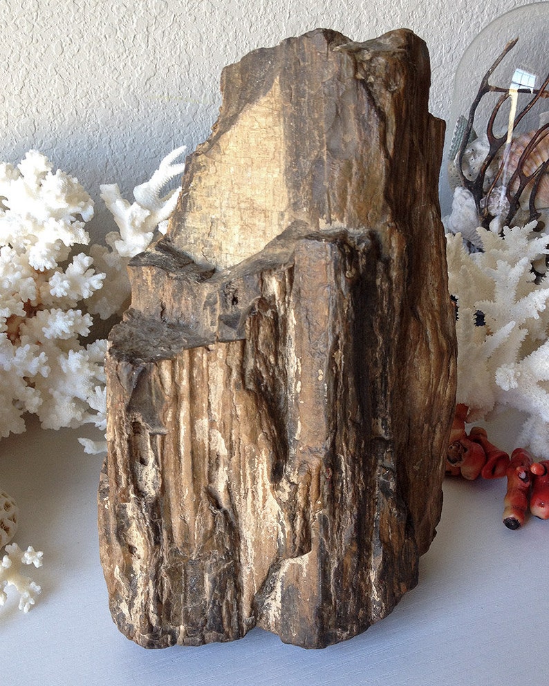 Petrified Wood Stump Old Natural Real Rock Specimen Large - Etsy