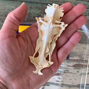 Vintage Crucifix Fish Bone Miniature Fish Skeleton Jesus Curiosity ...