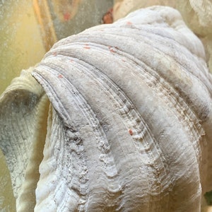 Vintage Real Clam Shell Small Natural Specimen Ruffled Seashell Dish ...