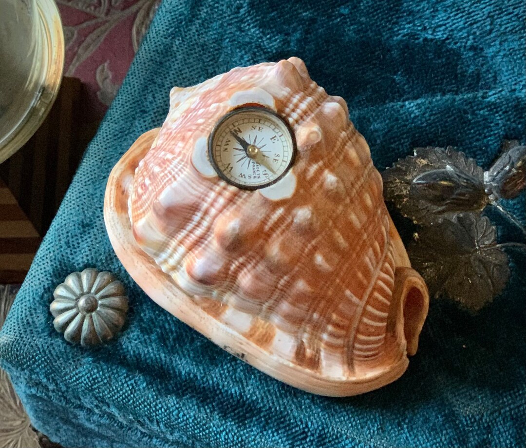 Vintage Seashell Compass Small Bullmouth Helmet Natural Shell Souvenir ...