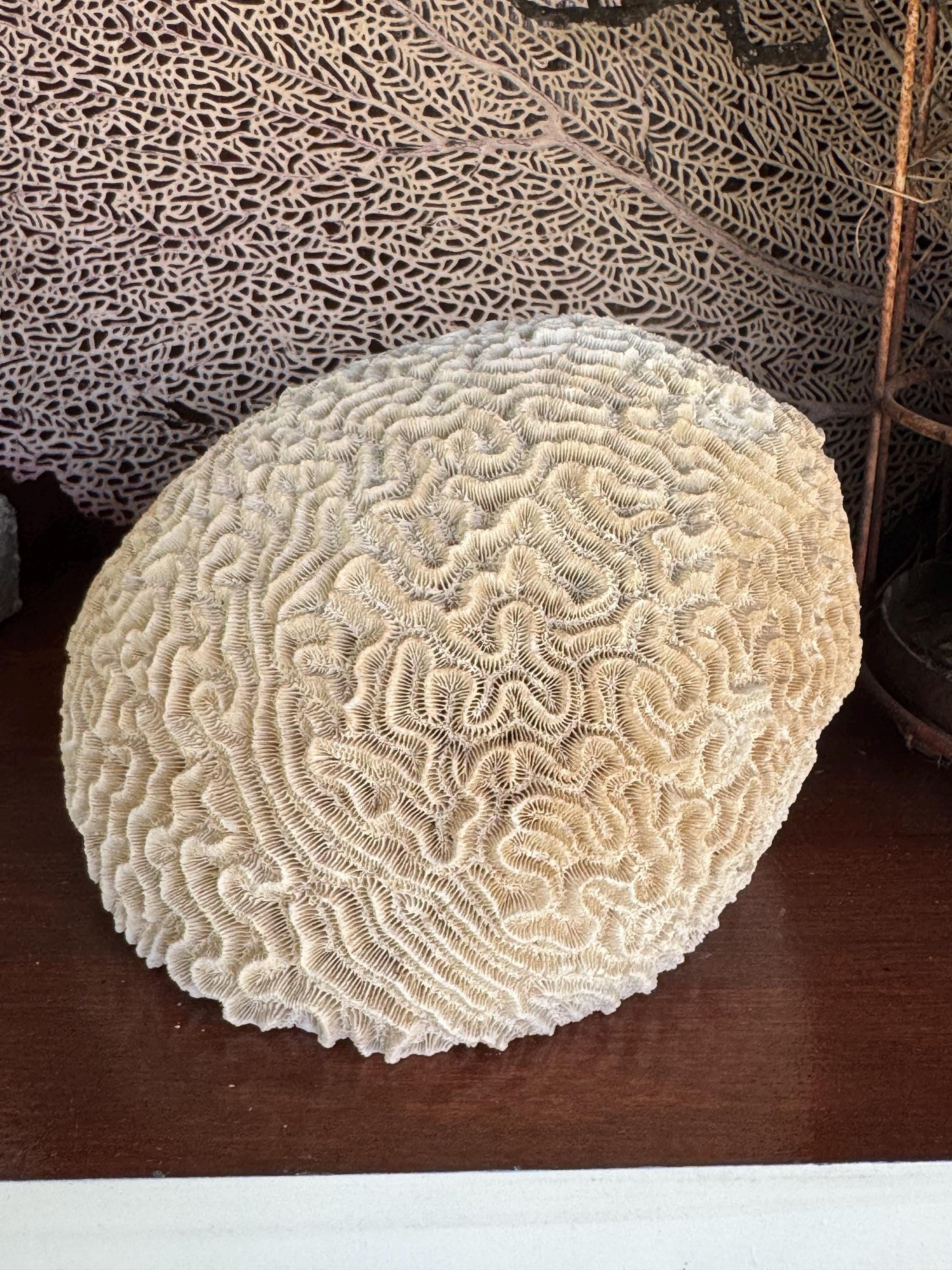 Vintage Brain Coral Real Coral Shell Specimen Oddity Curiosity - Etsy