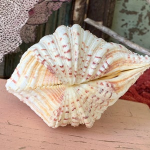 Vintage Pair Mini Clam Shells 2 Part Piece Small Double Seashell Set 5 ...