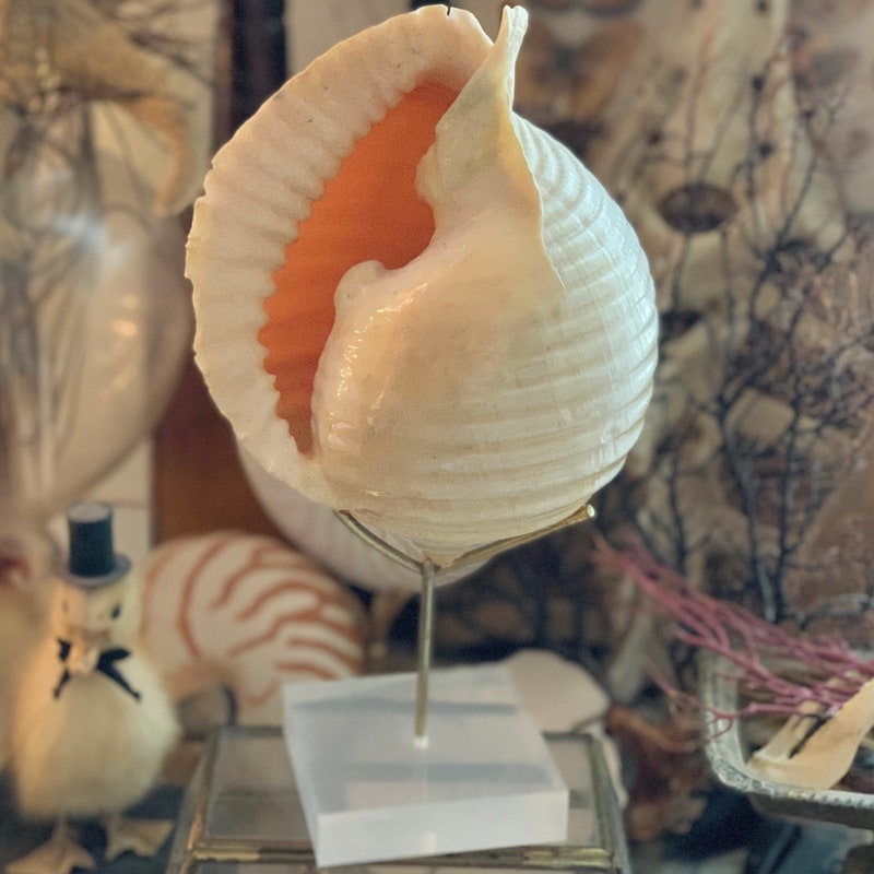Shells in Lucite - Etsy