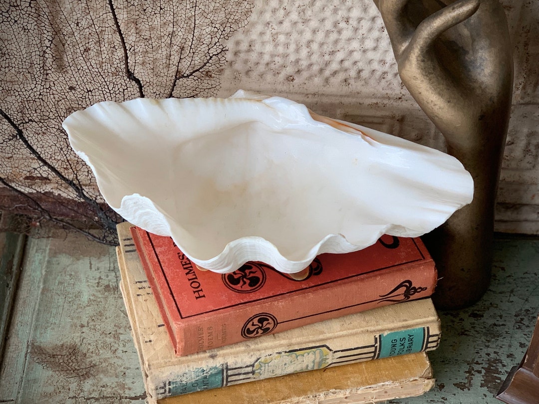 Vintage Real Clam Shell Small Natural Specimen Ruffled Seashell Footed ...